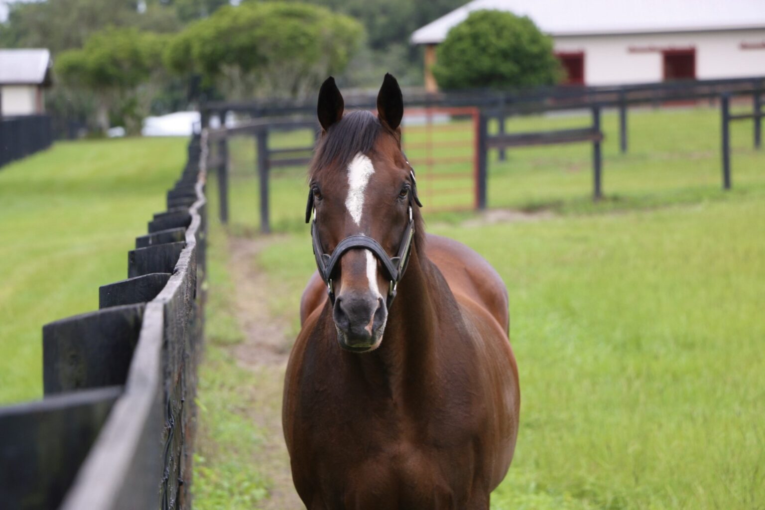 Stormy Atlantic Returns To Bridlewood Farm! - Bridlewood Farm